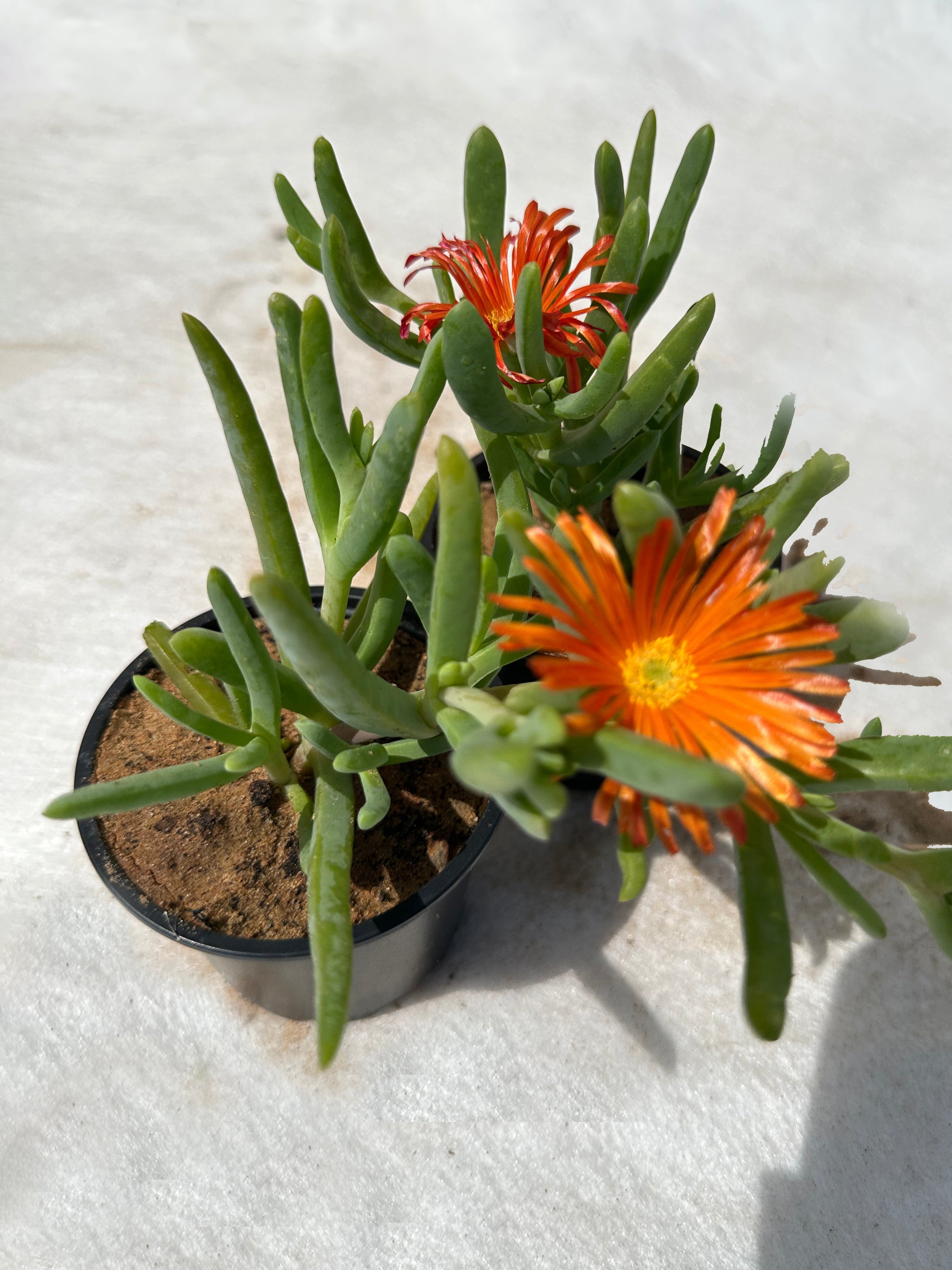 Lampranthus Spectabilis – Plantaflora