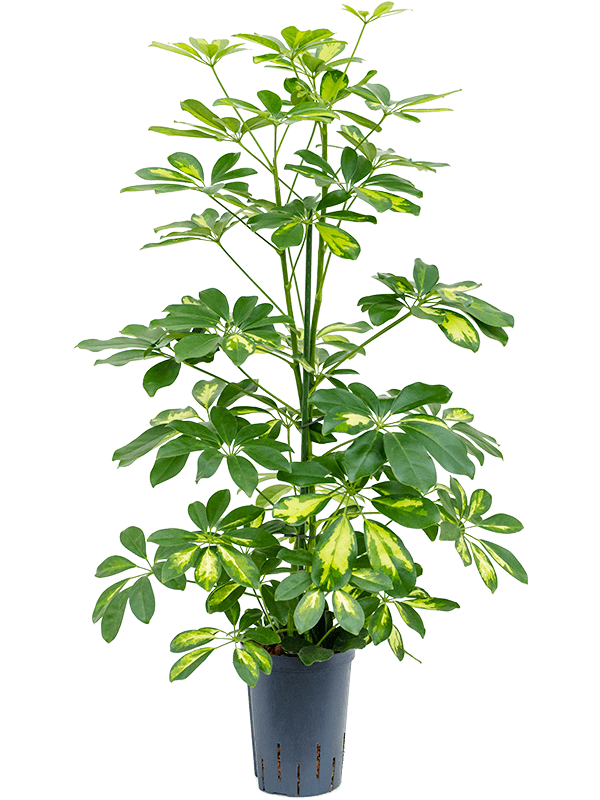 Schefflera – Plantaflora